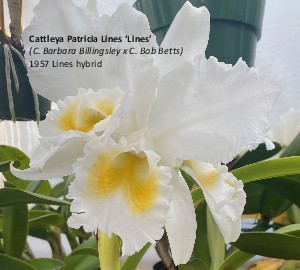 Cattleya 8